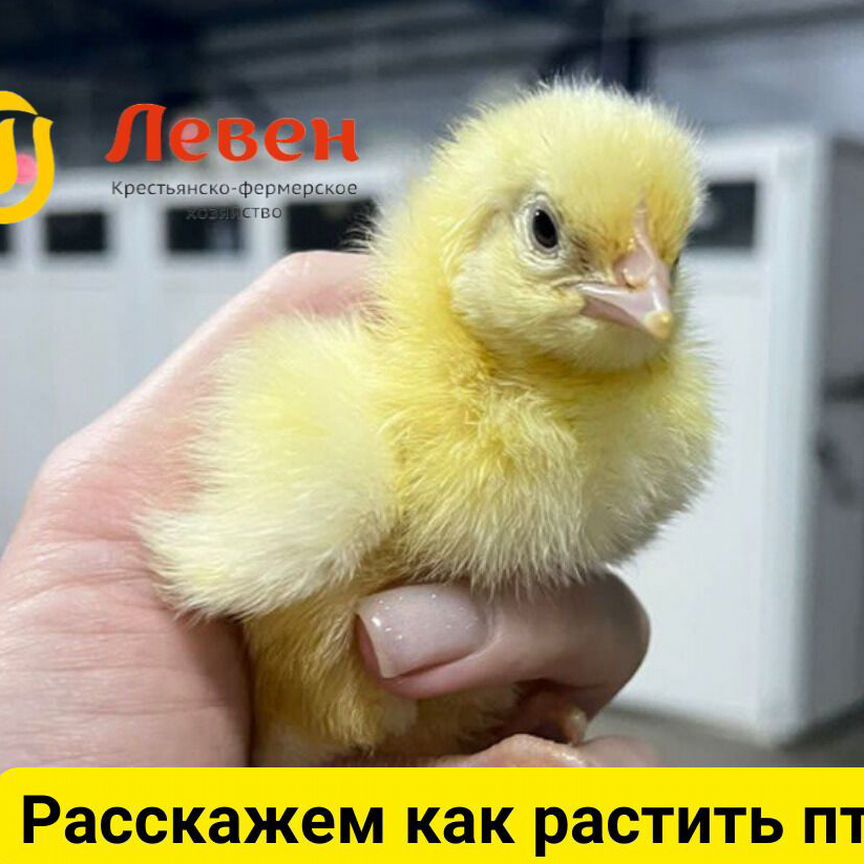 Цыплята суточные в наличие и под заказ