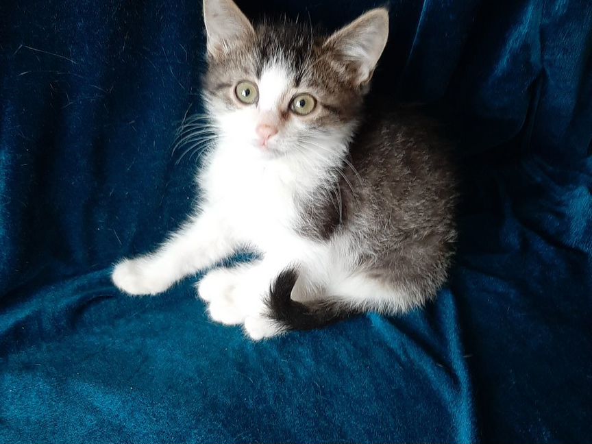 Котята домашние - в добрые руки