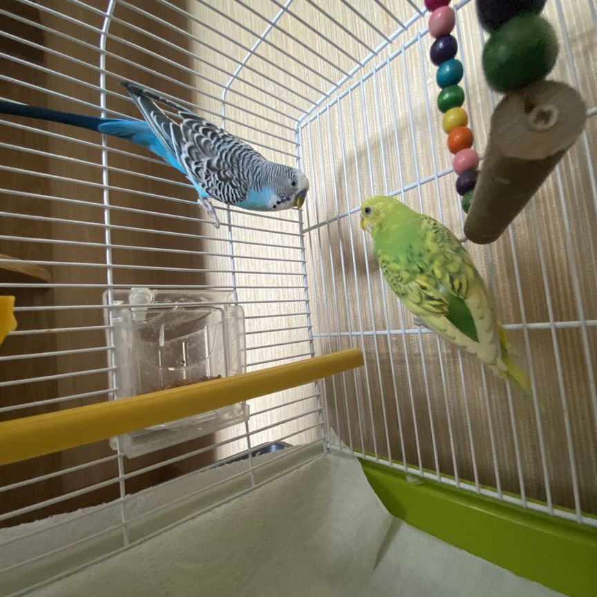 Волнистый попугай с клеткой