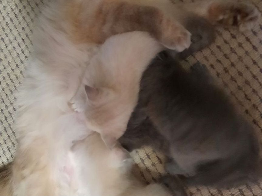 Шотландские котята