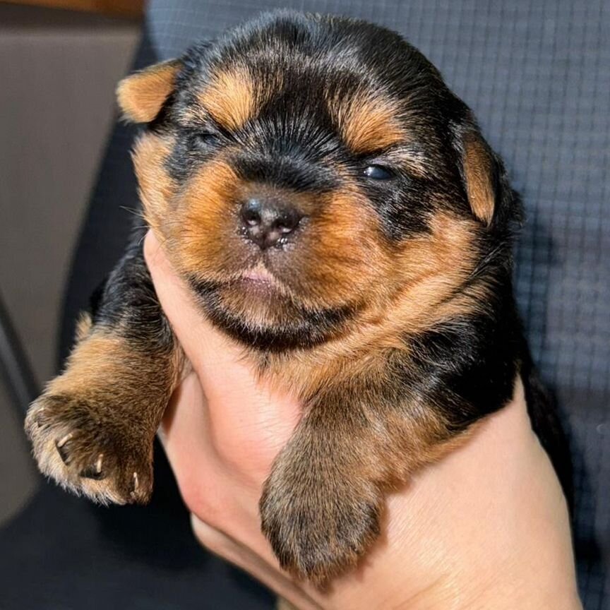 Йоркширский терьер, щенок