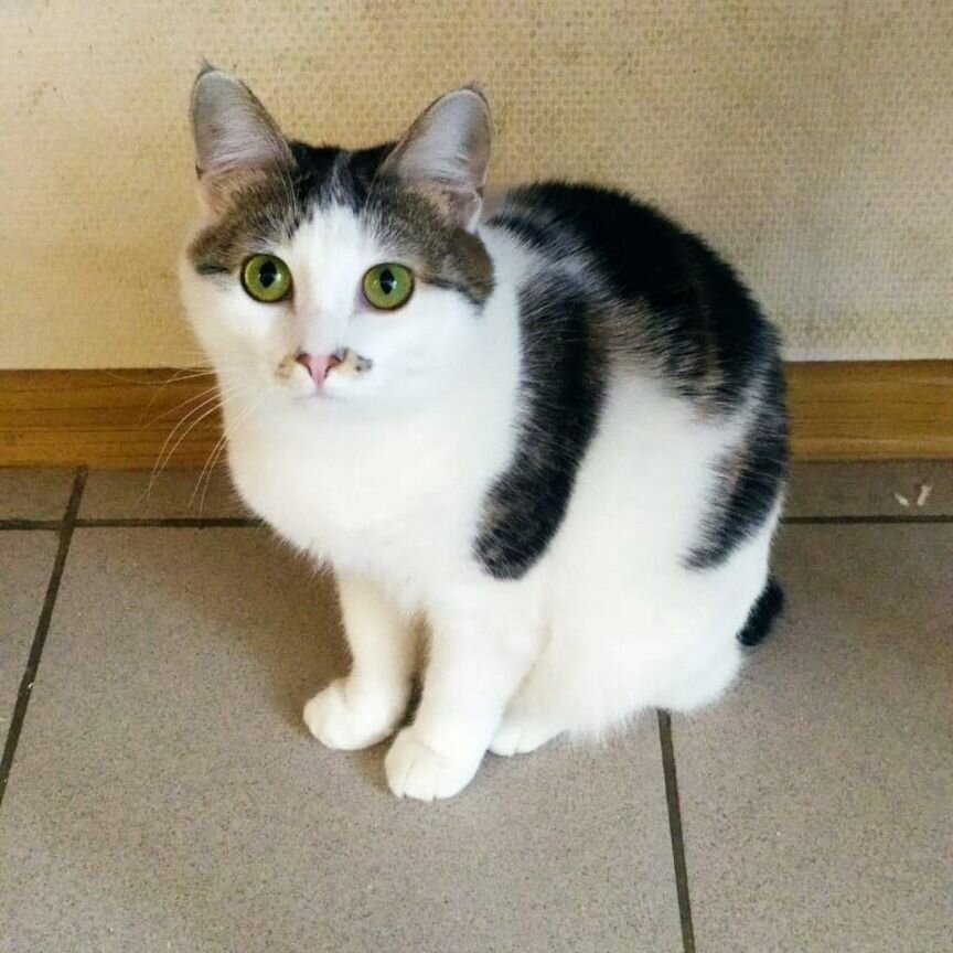 Кошечки в добрые руки