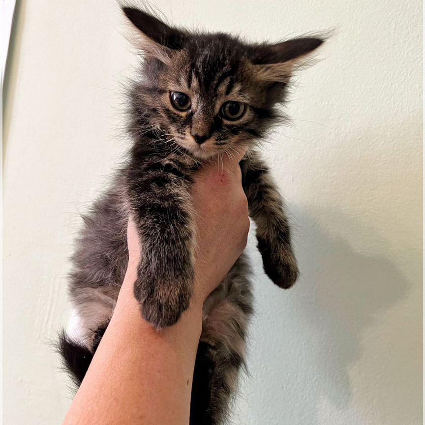 Котенок