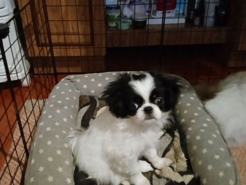 Японский хин