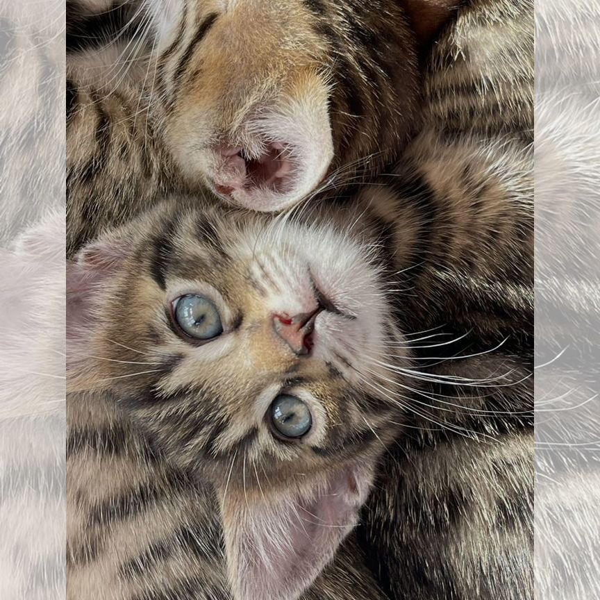 Котята от бенгальской кошки