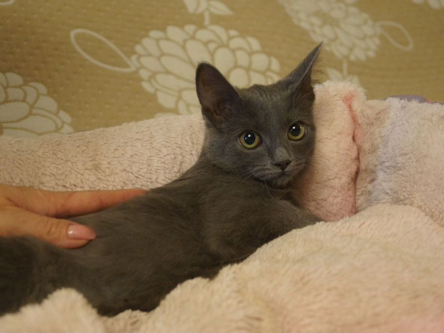 Кошечка в добрые руки