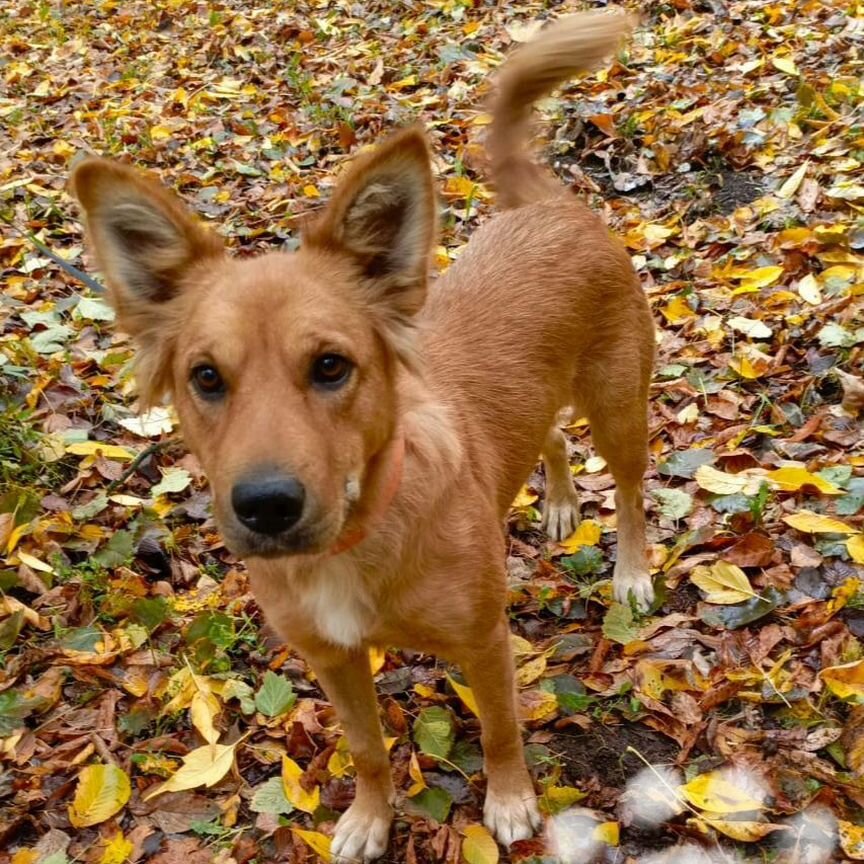 Собака в добрые руки отдам бесплатно