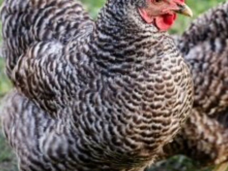 Куры плимутроки