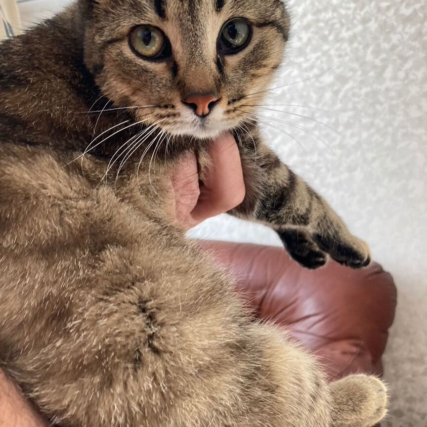 Чудесный котик