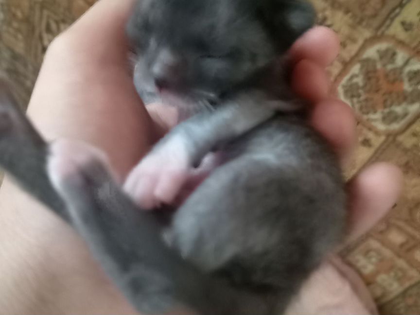 Котята в добрые руки