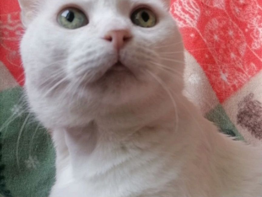 Кошка Аврора