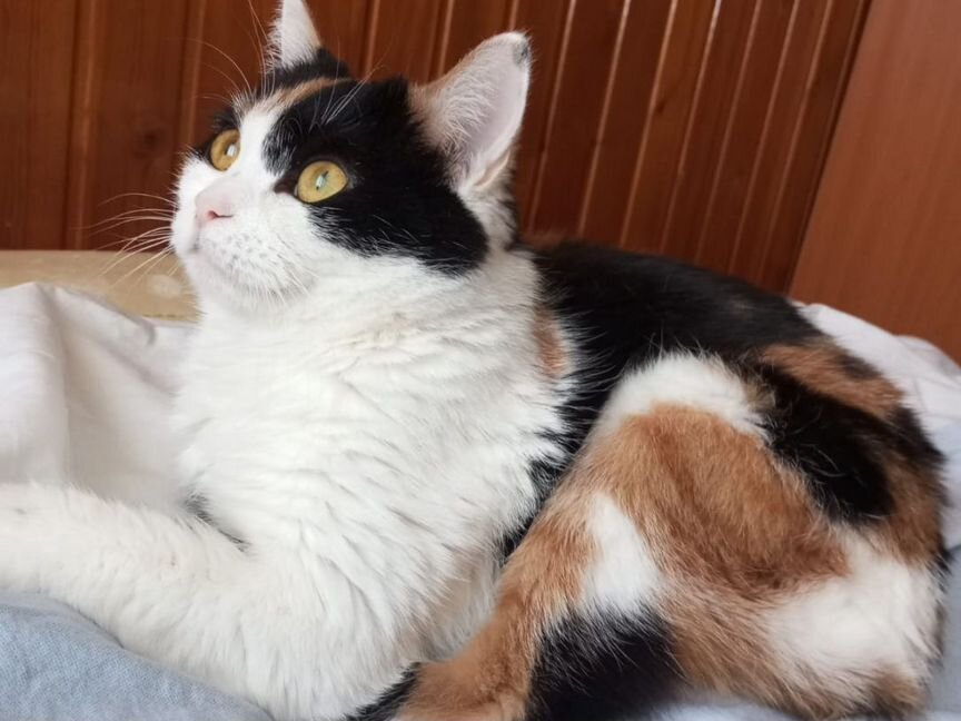 Кошка Алиска ищет дом