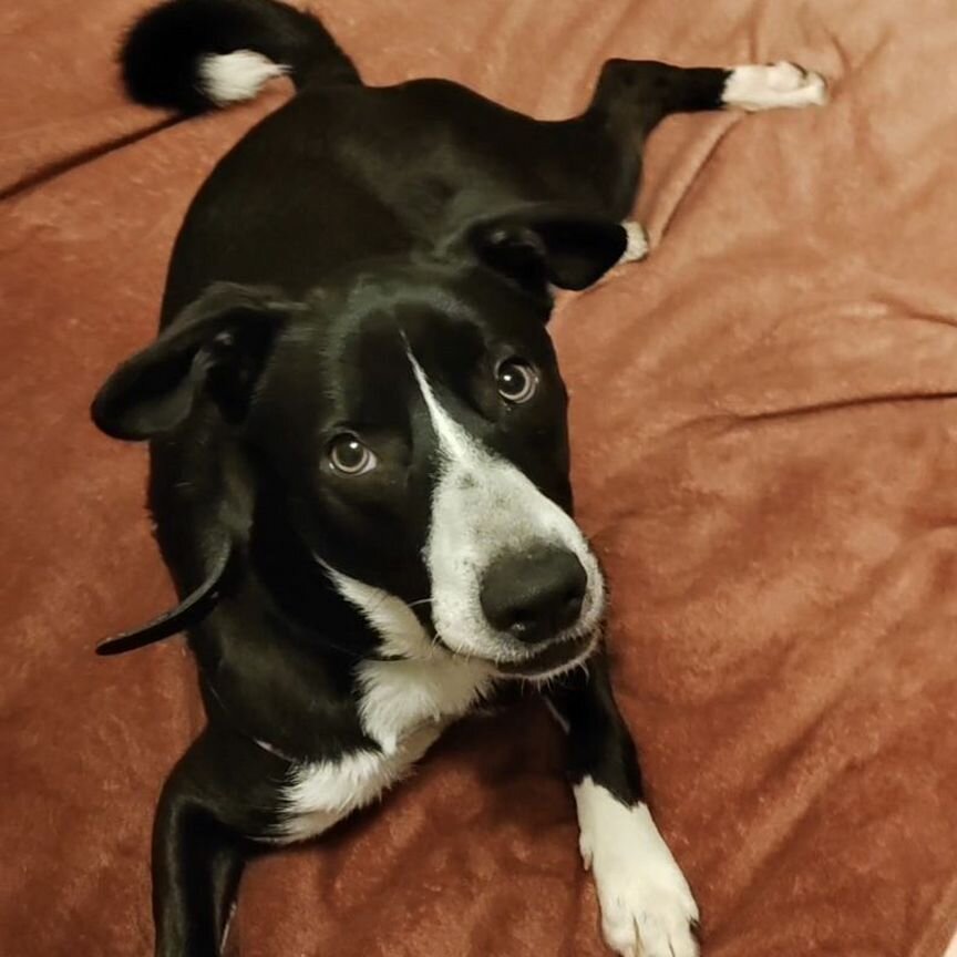 Маленькая собака в добрые руки