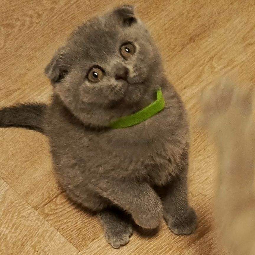 Шотландский вислоухий короткошёрстный котёнок
