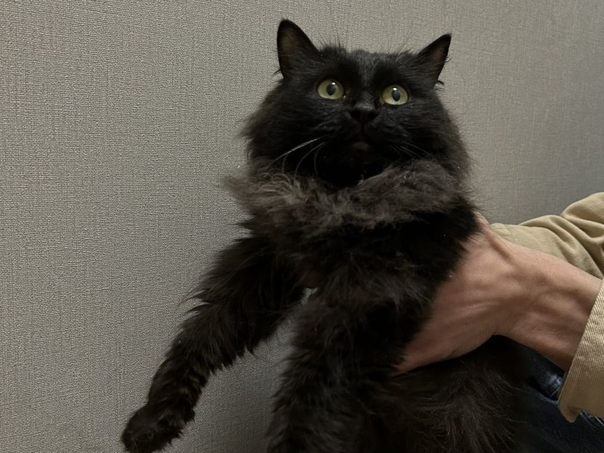 Кошка в добрые руки