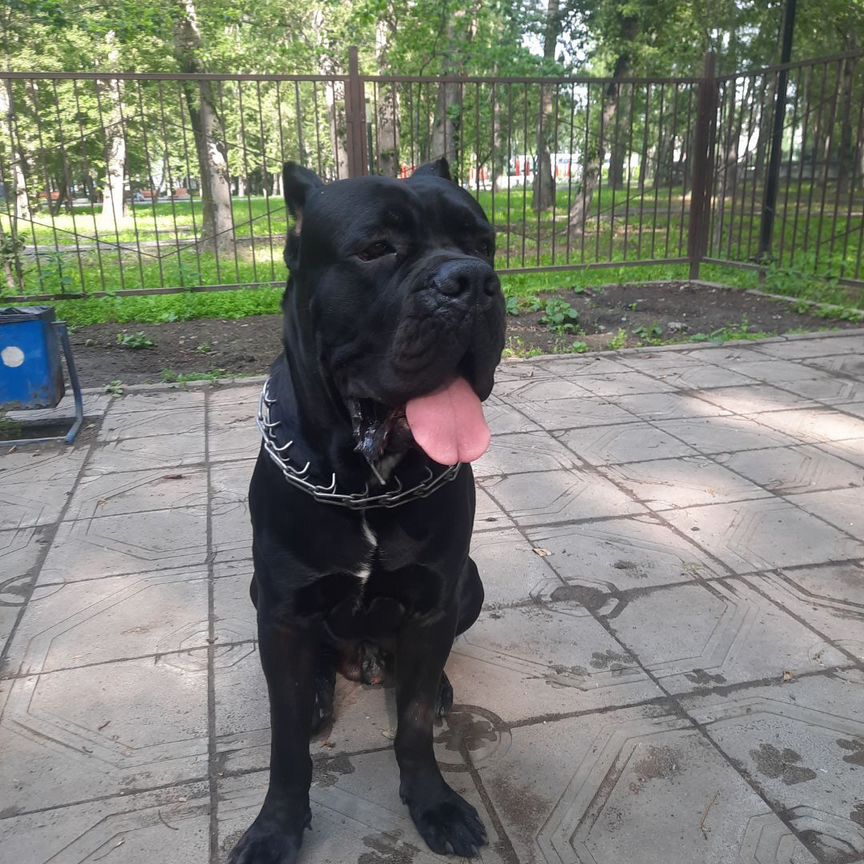 Вязка Итальянский Кане Корсо