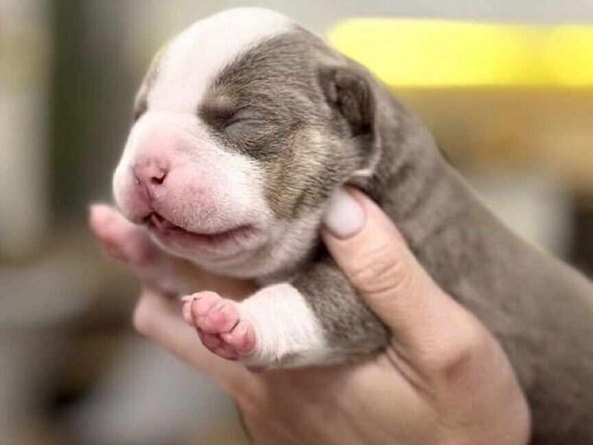 Американский булли