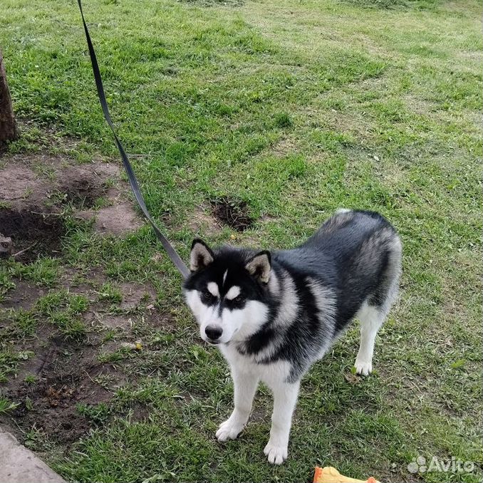 Отдам Хаски-мальчик в добрые руки
