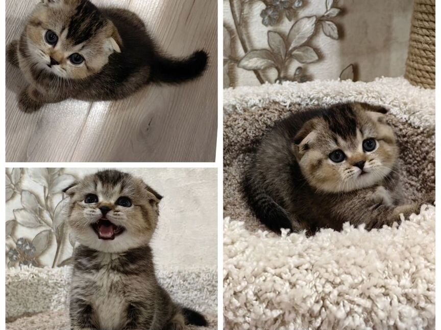 Шотланские шиншилловые котята