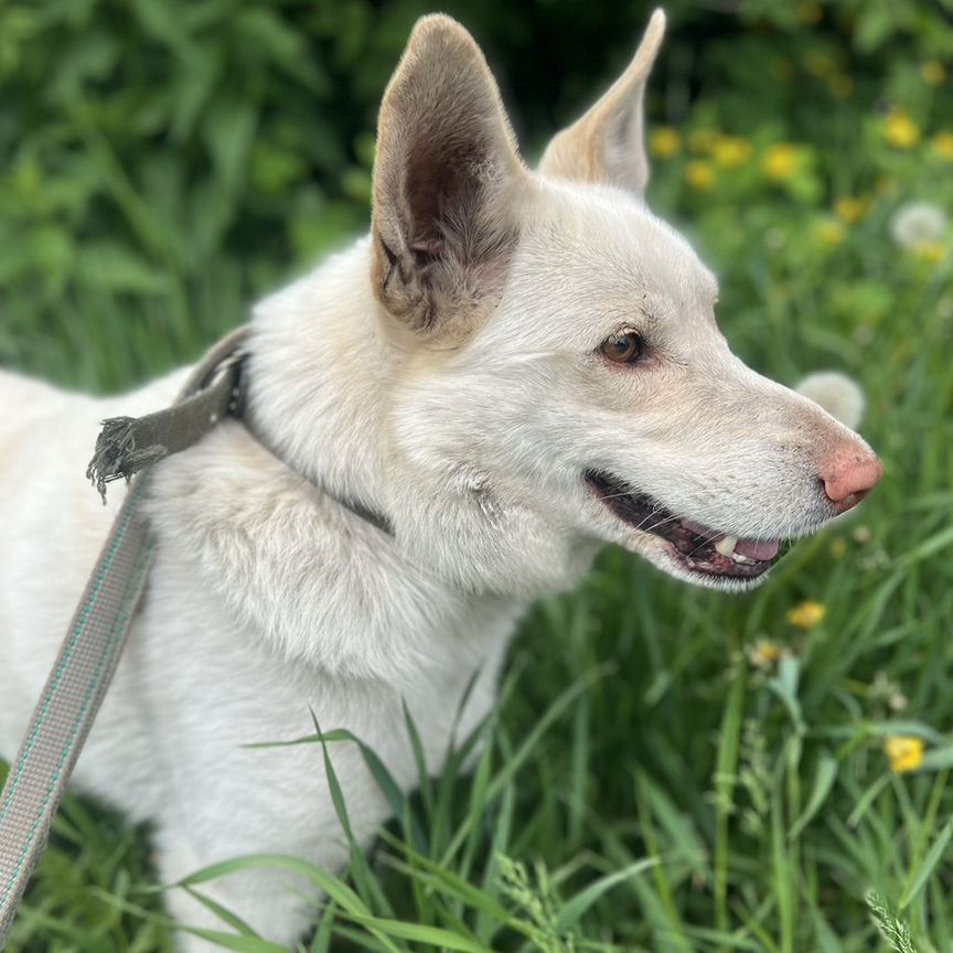 Двортерьер