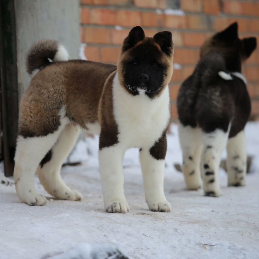 Американская акита, щенок