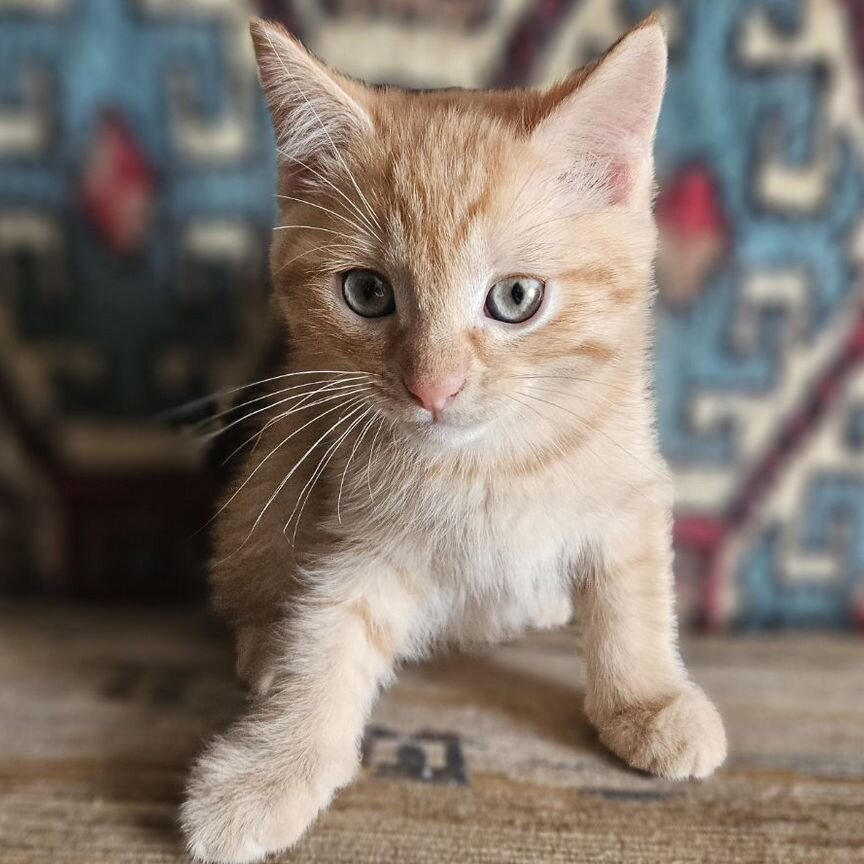 Шотландский вислоухий длинношёрстный котёнок