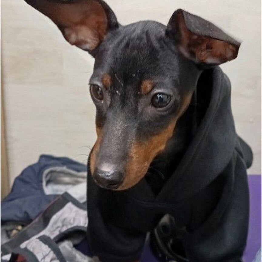 Цвенгпинчер