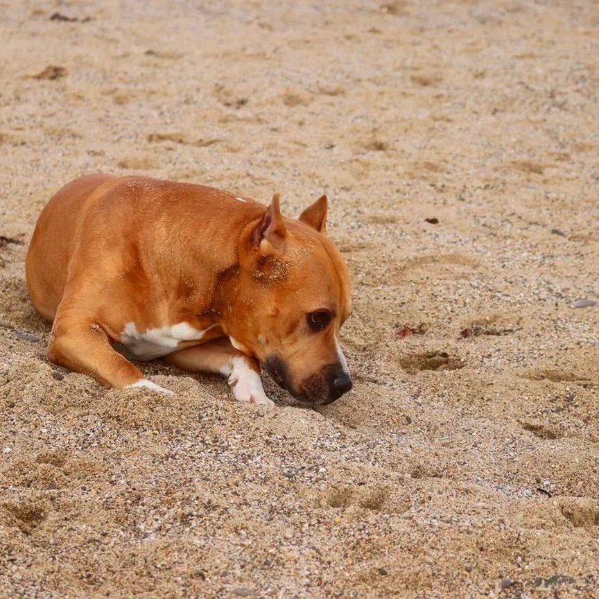 Амстафф для вязок