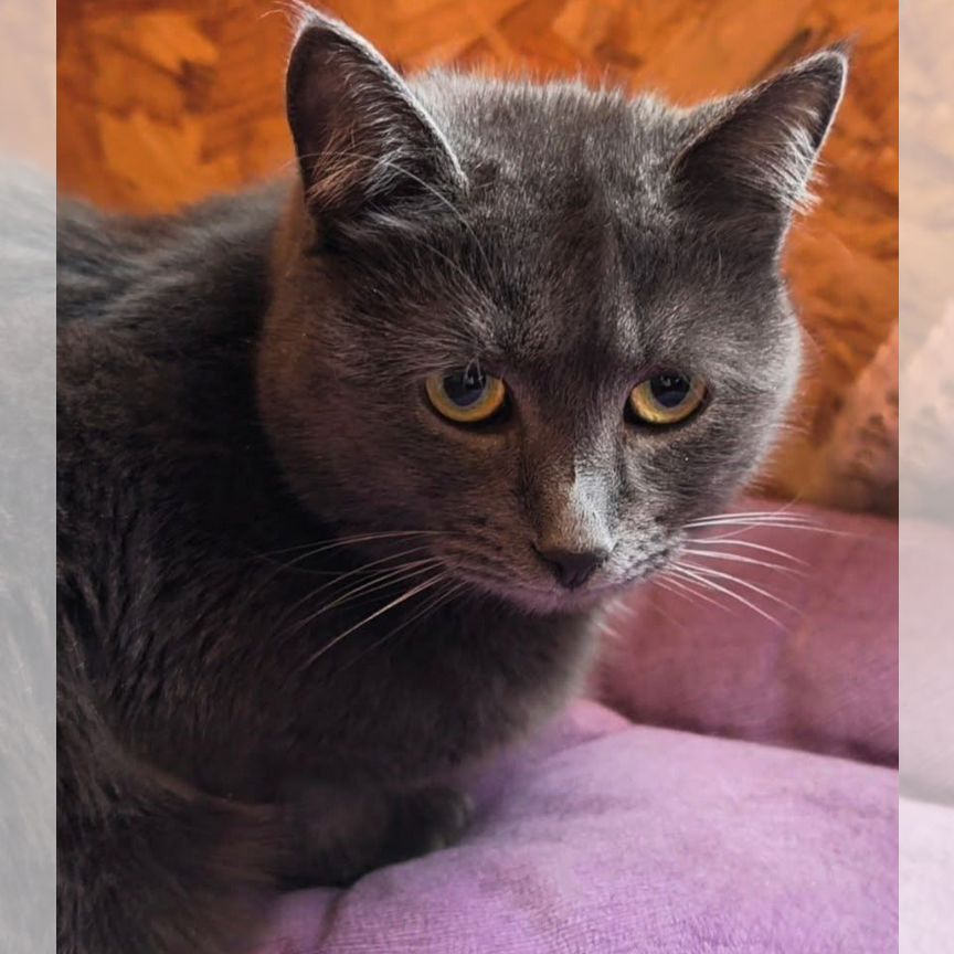 Русская голубая, взрослая кошка