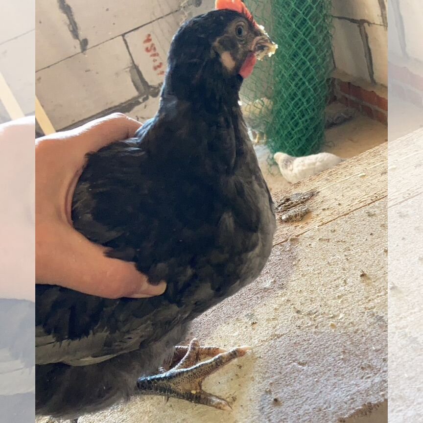 Подрощенные петушки