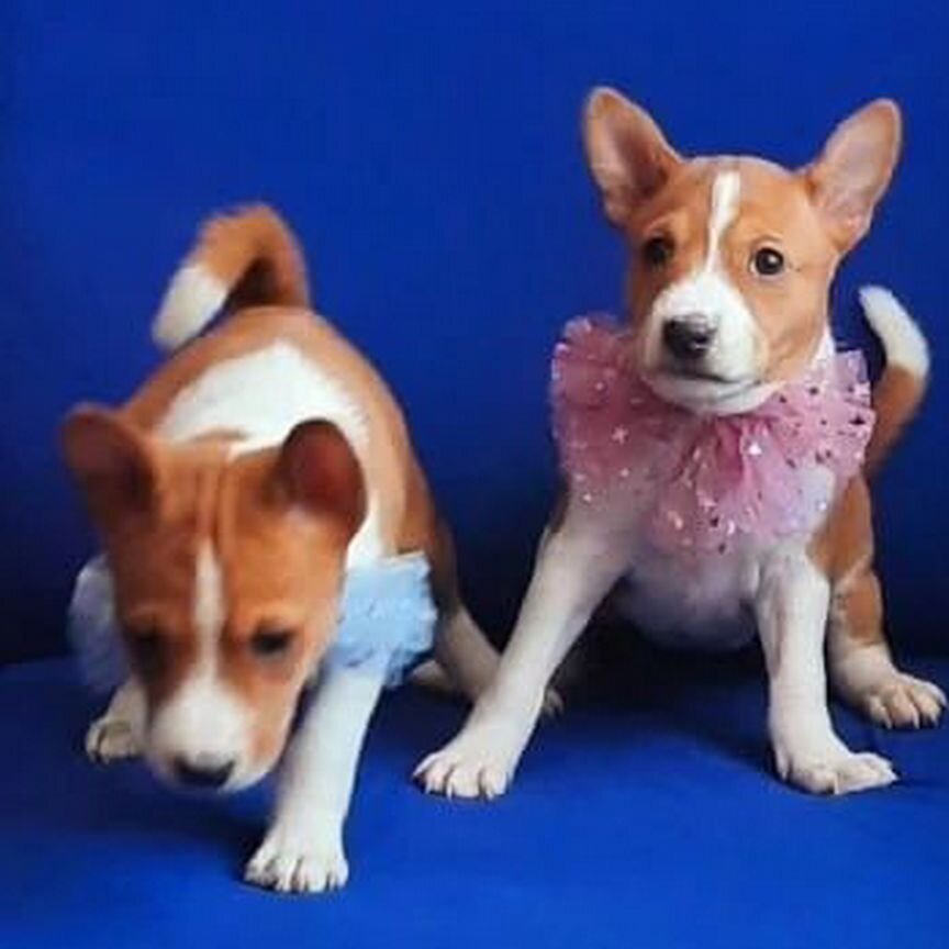 Басенджи, щенок