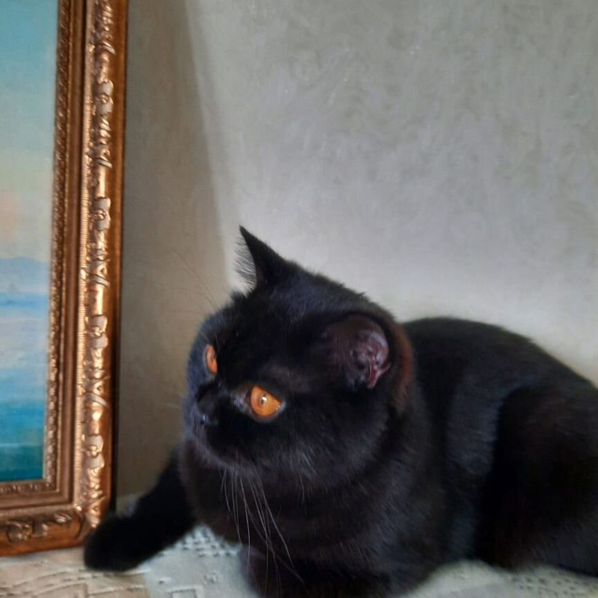 Британские котята (девочки)