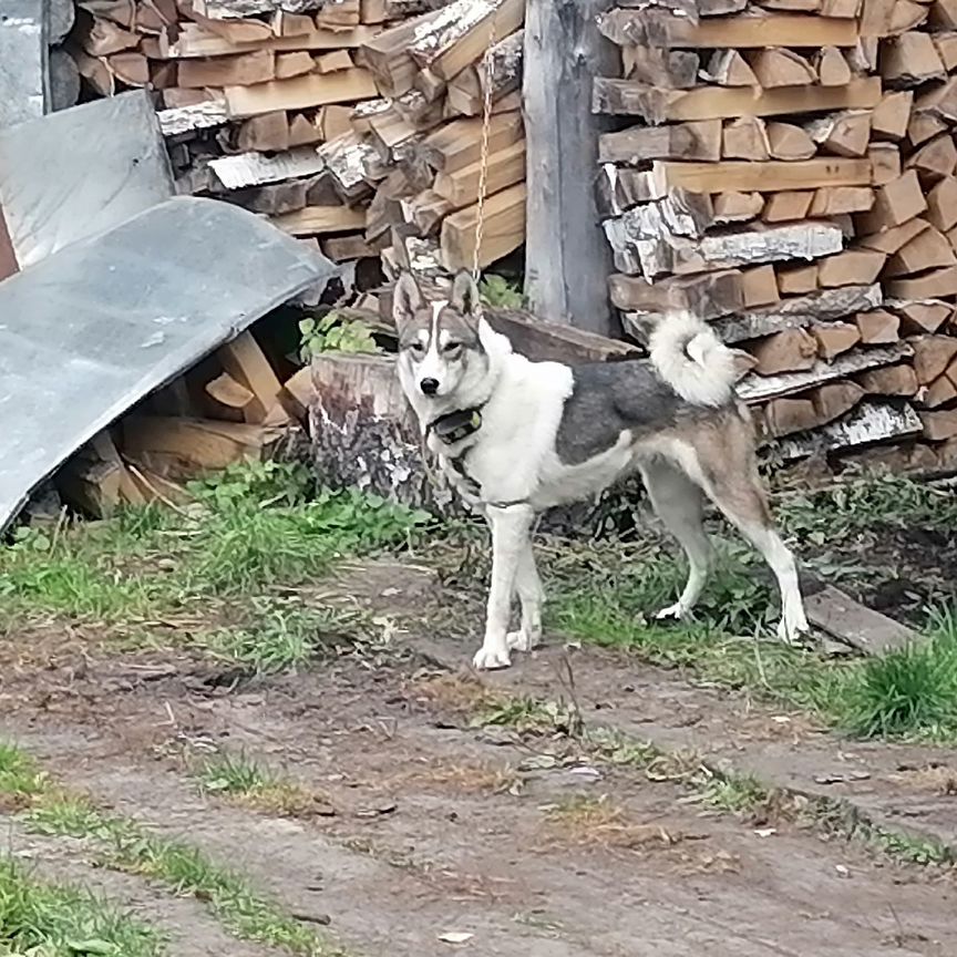 Западно сибирская лайка