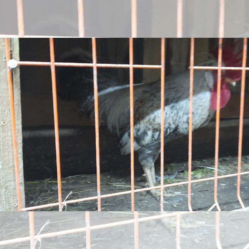 Молодые петухи