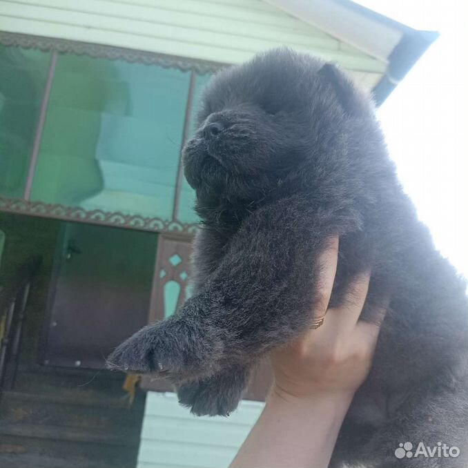 Весёлые, озорные малыши,ждут своих родителях