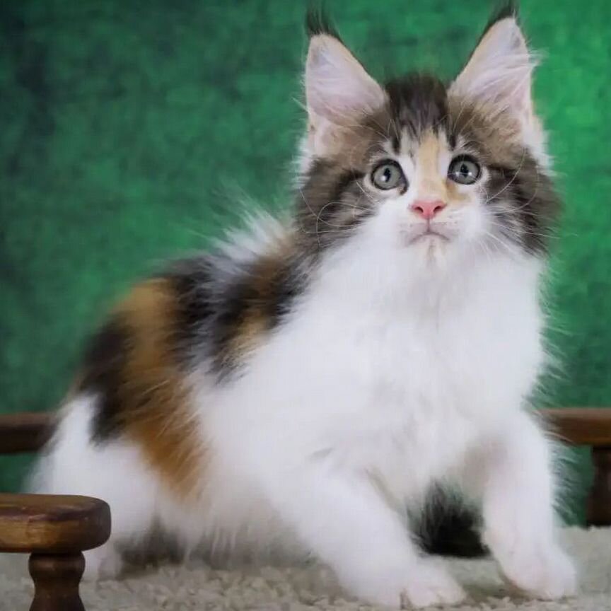 Мейн-кун котёнок