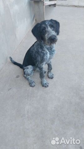 Метис драатхара