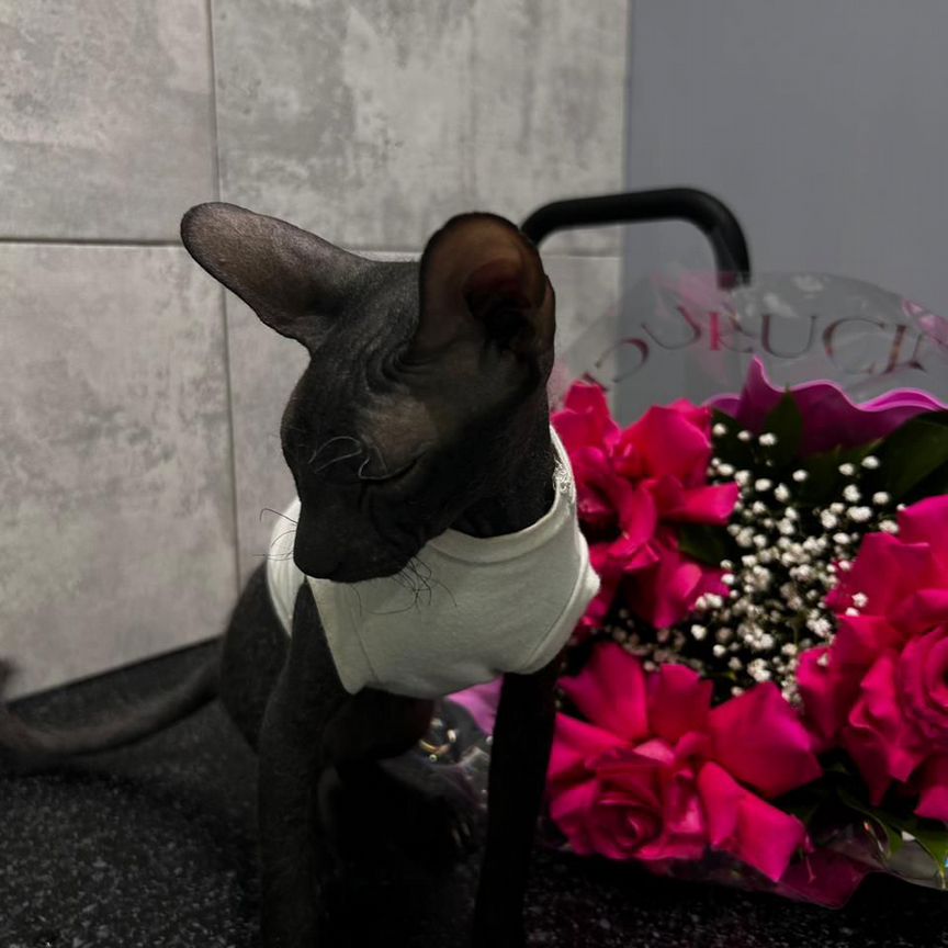 Случка кошки сфинкс