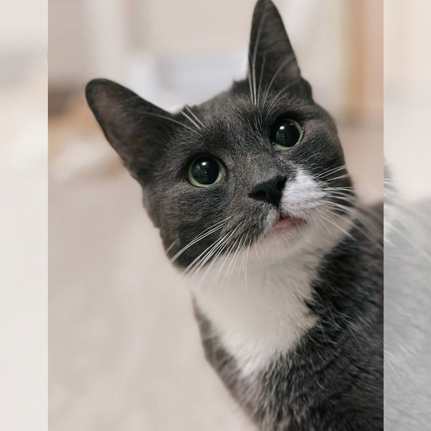 Взрослый кот в добрые руки