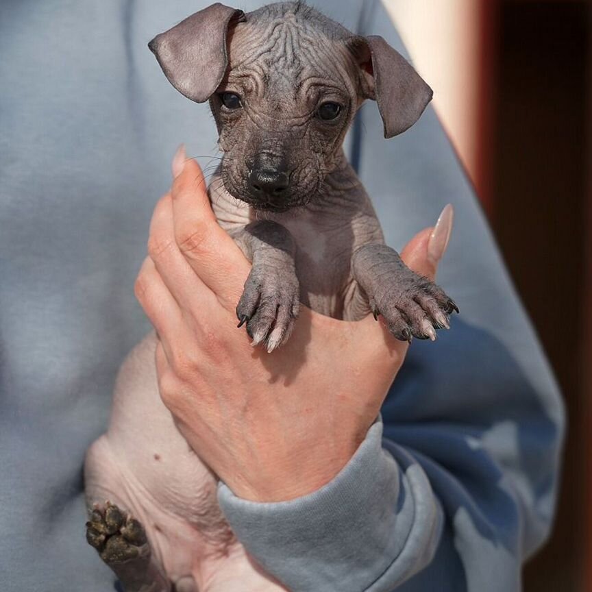 Мексиканская голая собака, щенок