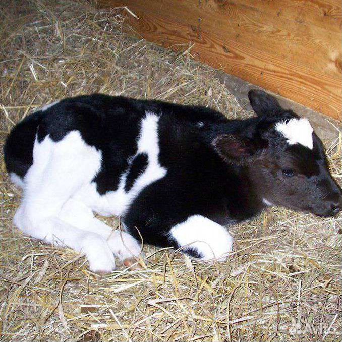 Продам, телочку