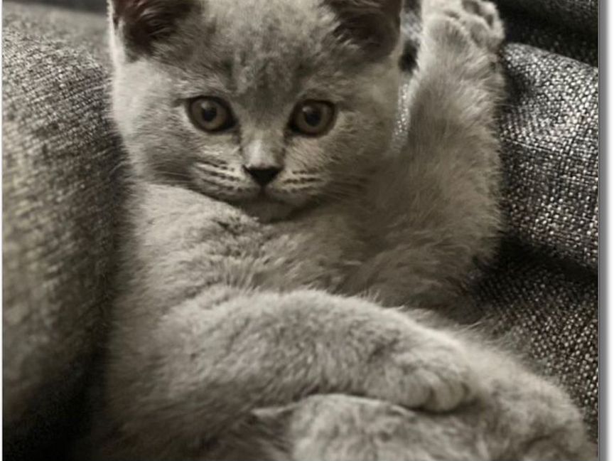 Шотландские котята из питомника Kitti Corner
