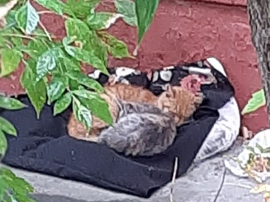 Котята выживают на улице