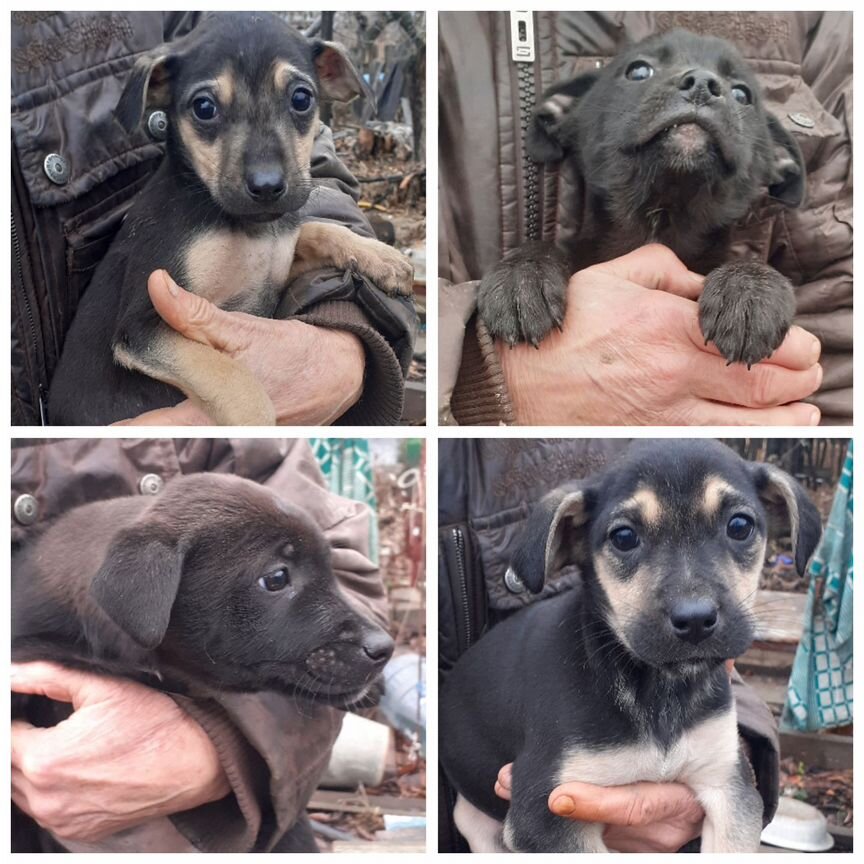 Щенки в добрые руки