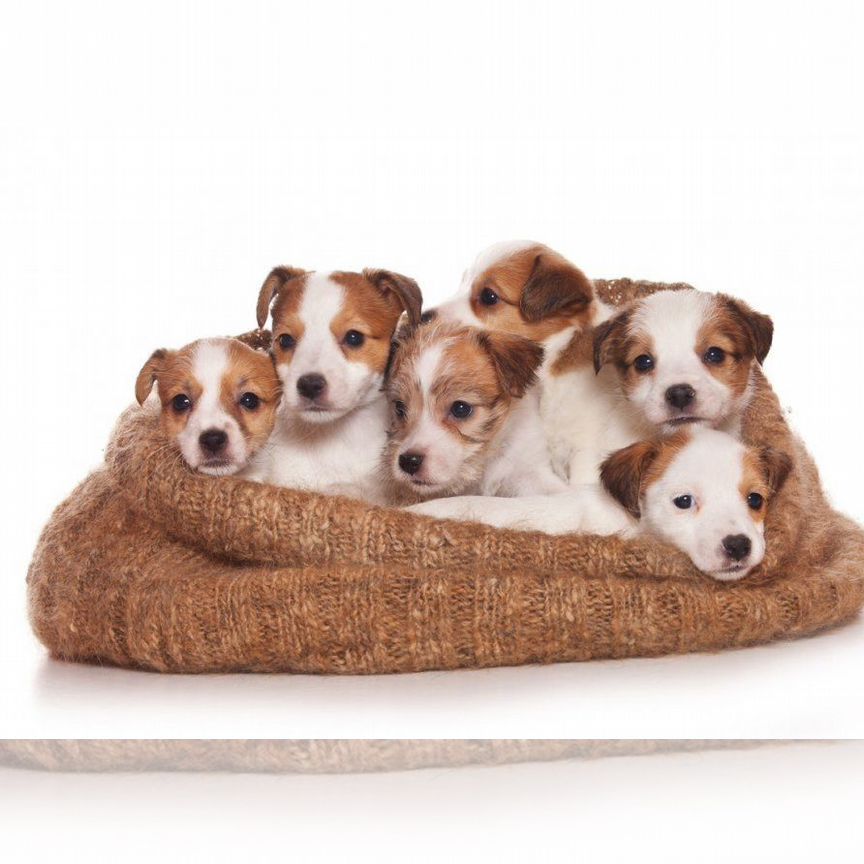 Щенки джек рассел терьер