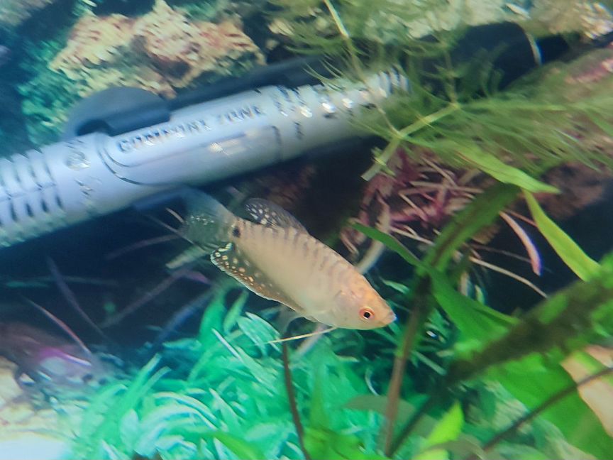 Гурами, тернеция гло