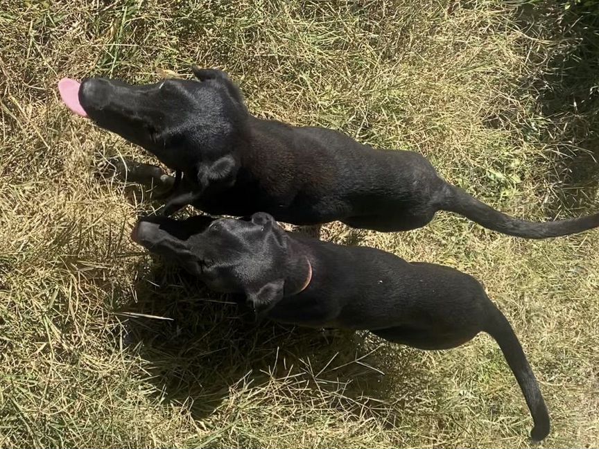 Щенки курцхаара