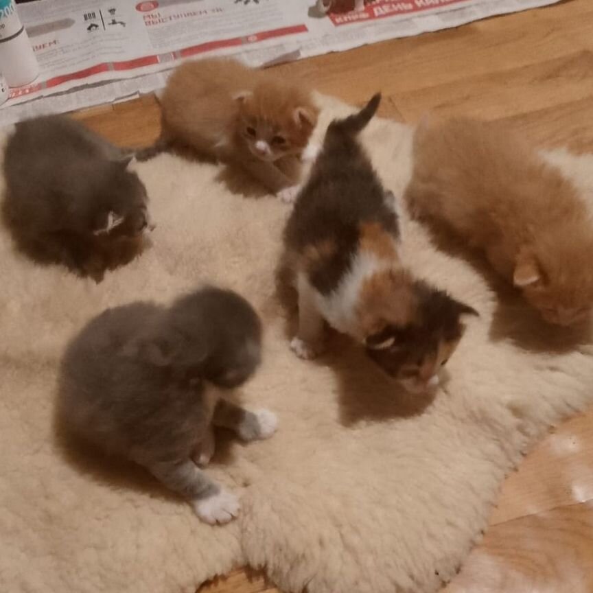 Котята в добрые руки бесплатно