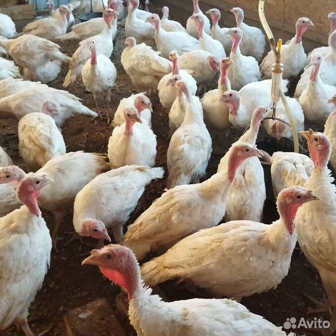 Индюки 2,5 месяца