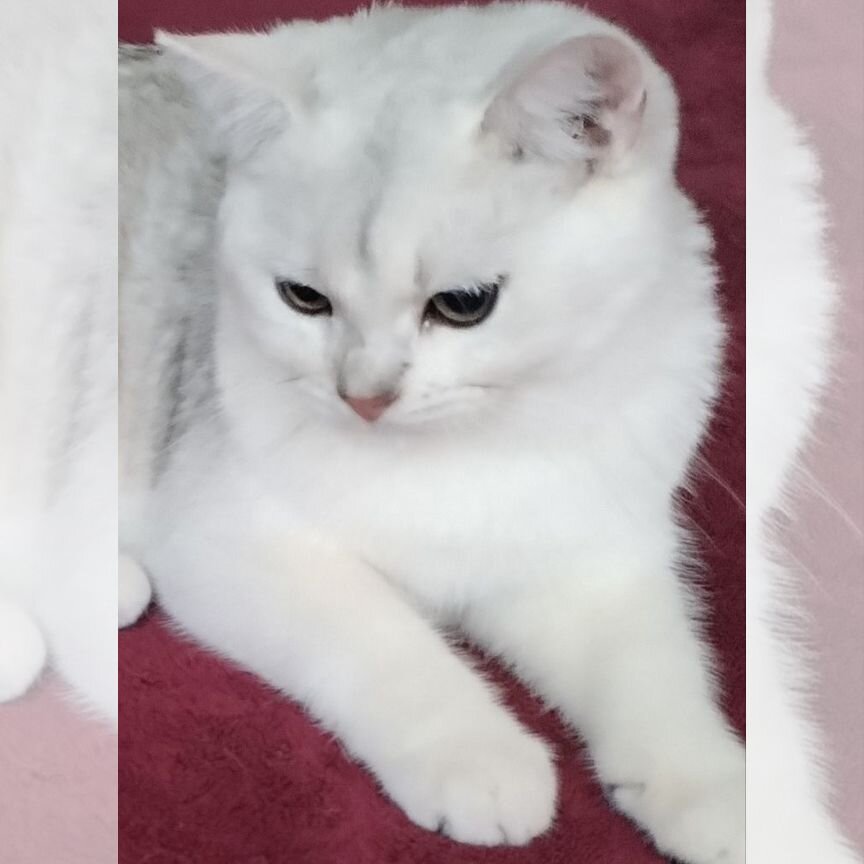 Британский короткошёрстный котёнок